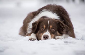 Dogs with Amber/Yellow Eyes - Petaddon