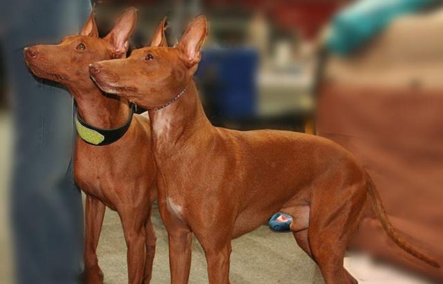 Dogs with Amber/Yellow Eyes - Petaddon