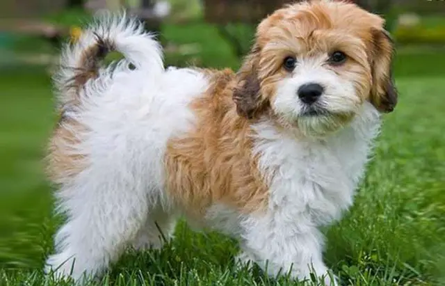 Cavachon vs Cavapoo - Petaddon
