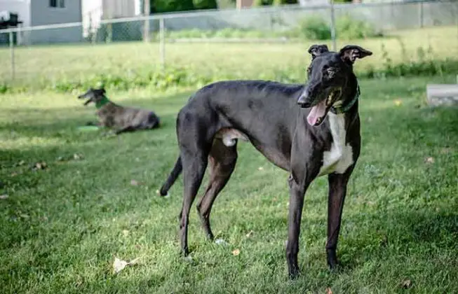 Dogs with Amber/Yellow Eyes - Petaddon