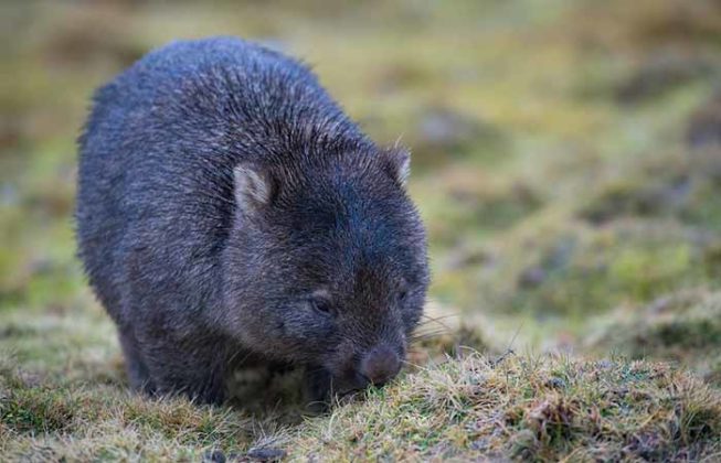 Can you have a Wombat as a Pet? Dangerous or Friendly? Diet, Habitat ...