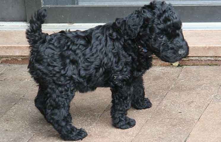 Dogs with Wiry Hair/Coat - Petaddon