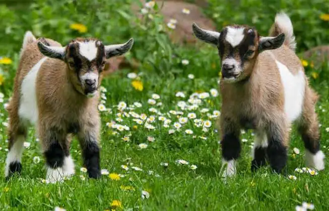 Goat Waterers: Automatic, Trough & Heated + Watering Ideas and Tips ... Goat Waterers: Automatic, Trough & Heated + Watering Ideas and Tips ...