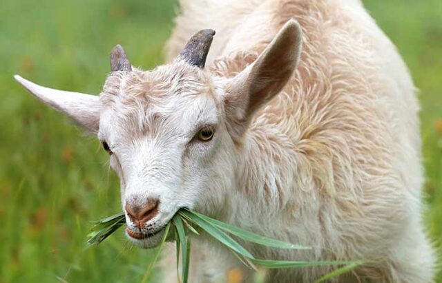 Goat Waterers: Automatic, Trough & Heated + Watering Ideas and Tips ...