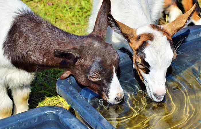Goat Waterers: Automatic, Trough & Heated + Watering Ideas and Tips ...