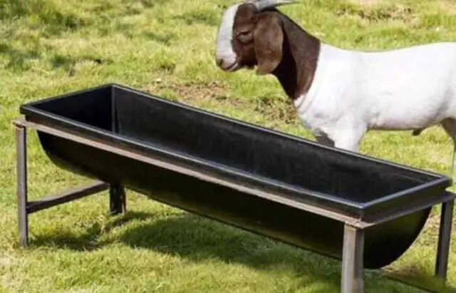 Goat Waterers: Automatic, Trough & Heated + Watering Ideas and Tips - Petaddon