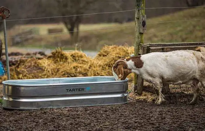 Goat Waterers: Automatic, Trough & Heated + Watering Ideas and Tips ...